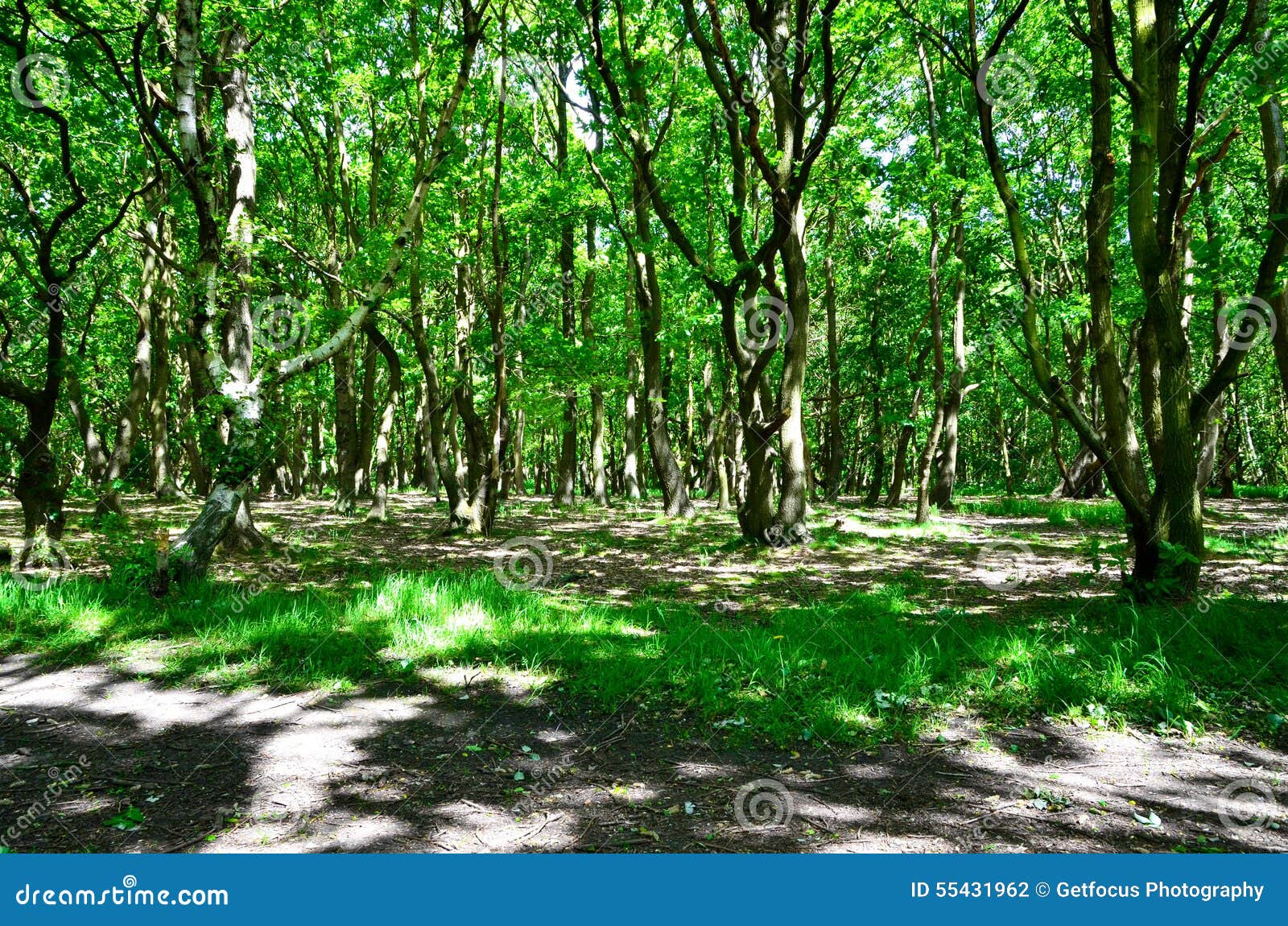 Sunny forest stock photo. Image of summer, footpath, barnsley - 55431962