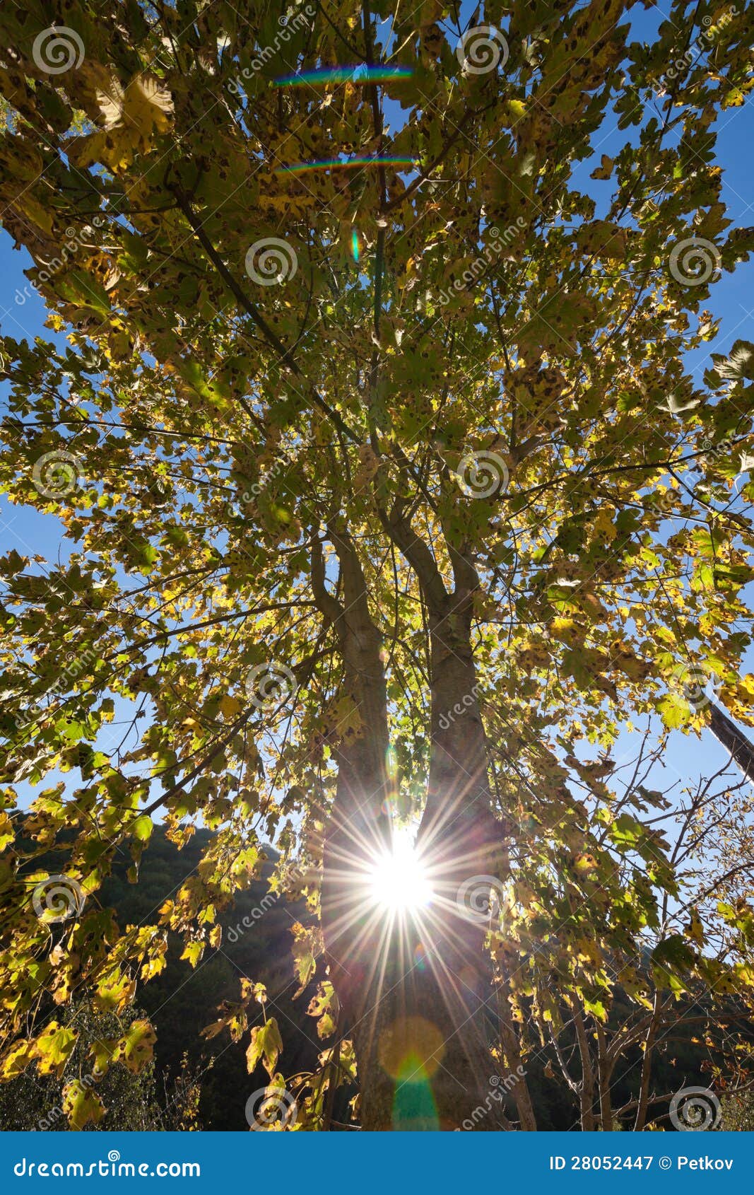 Sunny Forest Early in the Sunset Stock Image - Image of morning ...