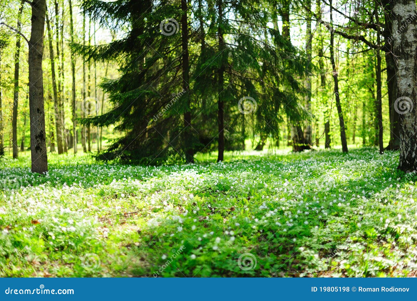 Sunny forest glade stock photo. Image of fringe, nature - 19805198