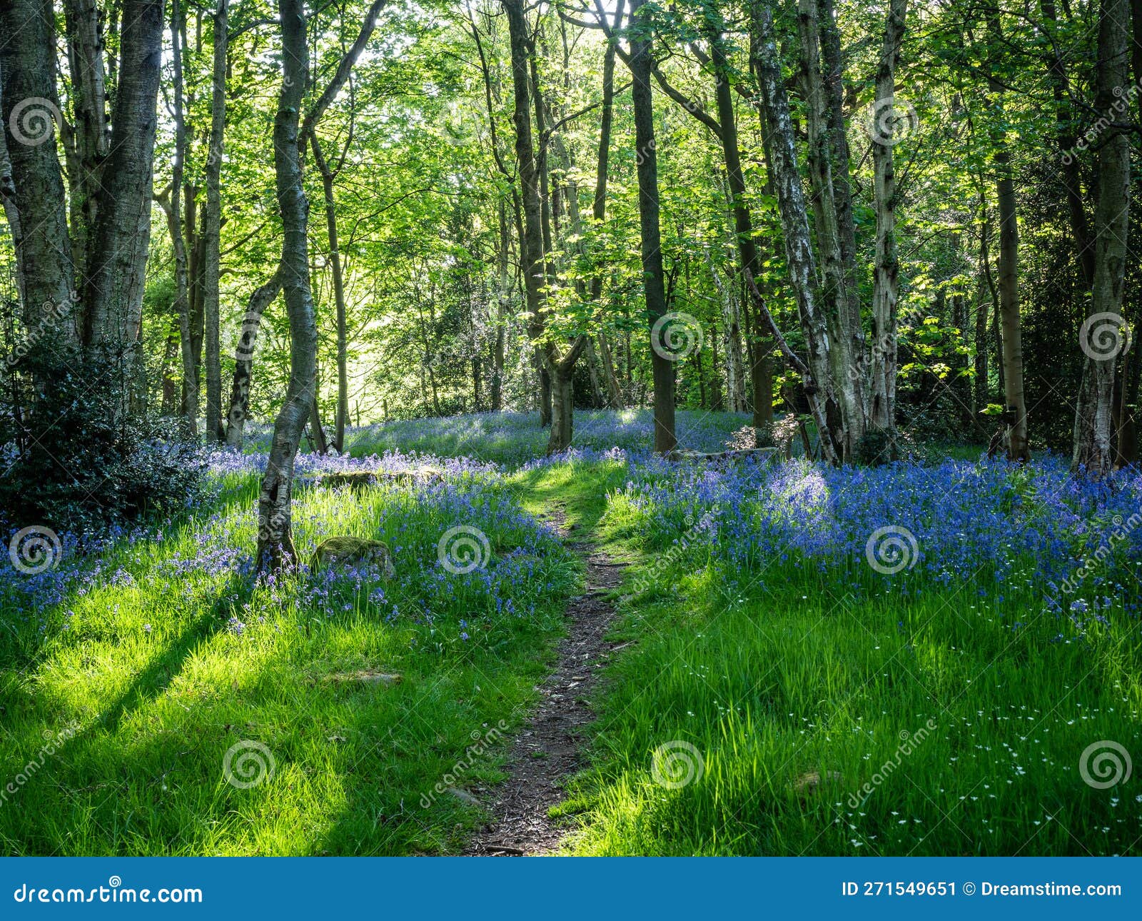 A Sunny Forest Path through Bluebells Stock Image - Image of tale ...
