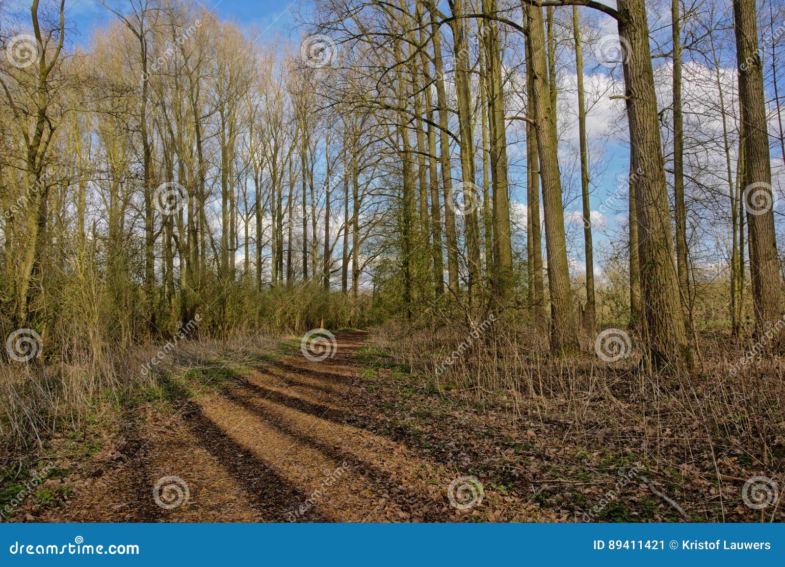 Sunny forest path stock image. Image of plants, tourist - 89411421