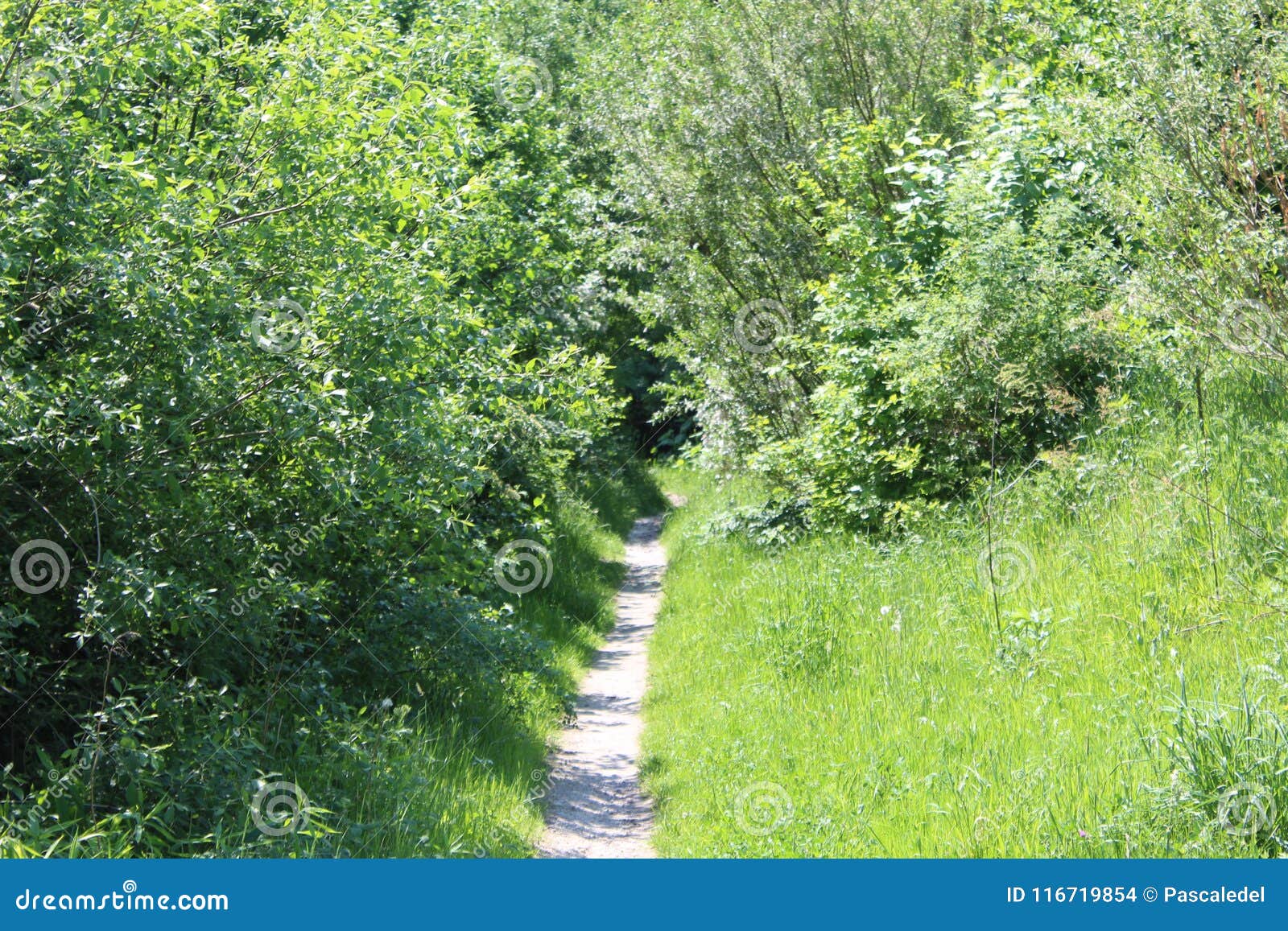 Sunny Forest Path stock photo. Image of nice, blue, wood - 116719854