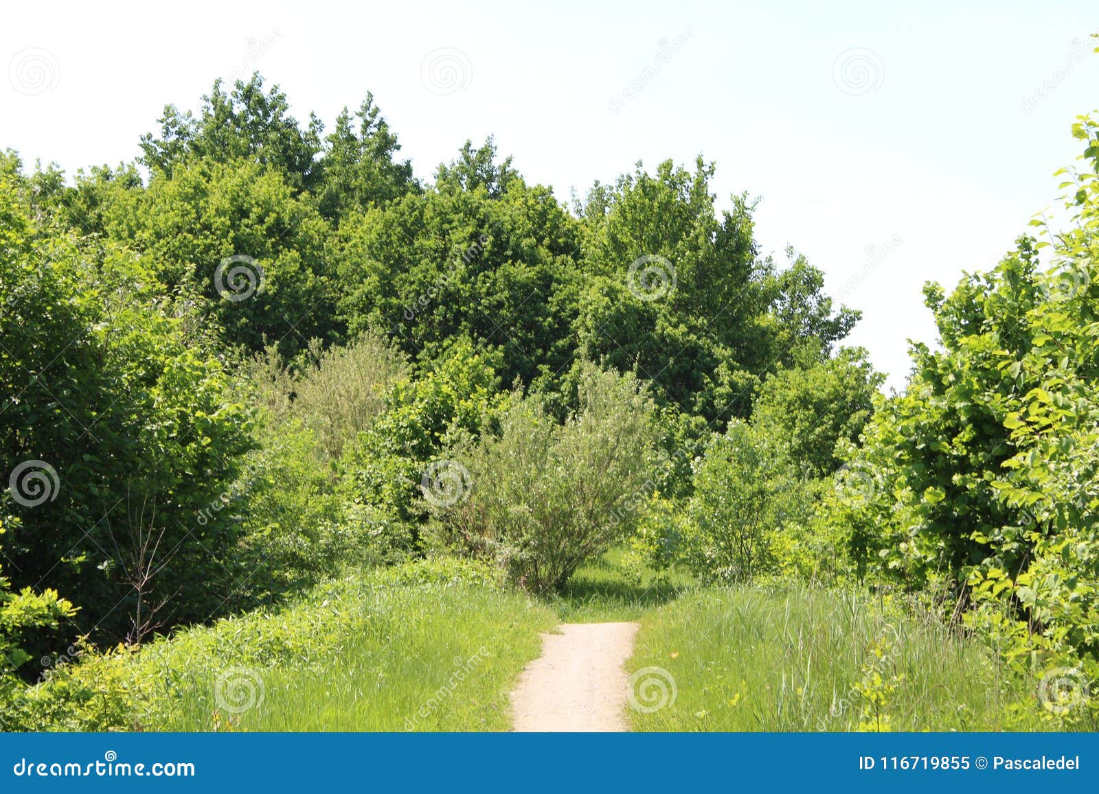 Sunny Forest Path stock image. Image of stream, meadow - 116719855