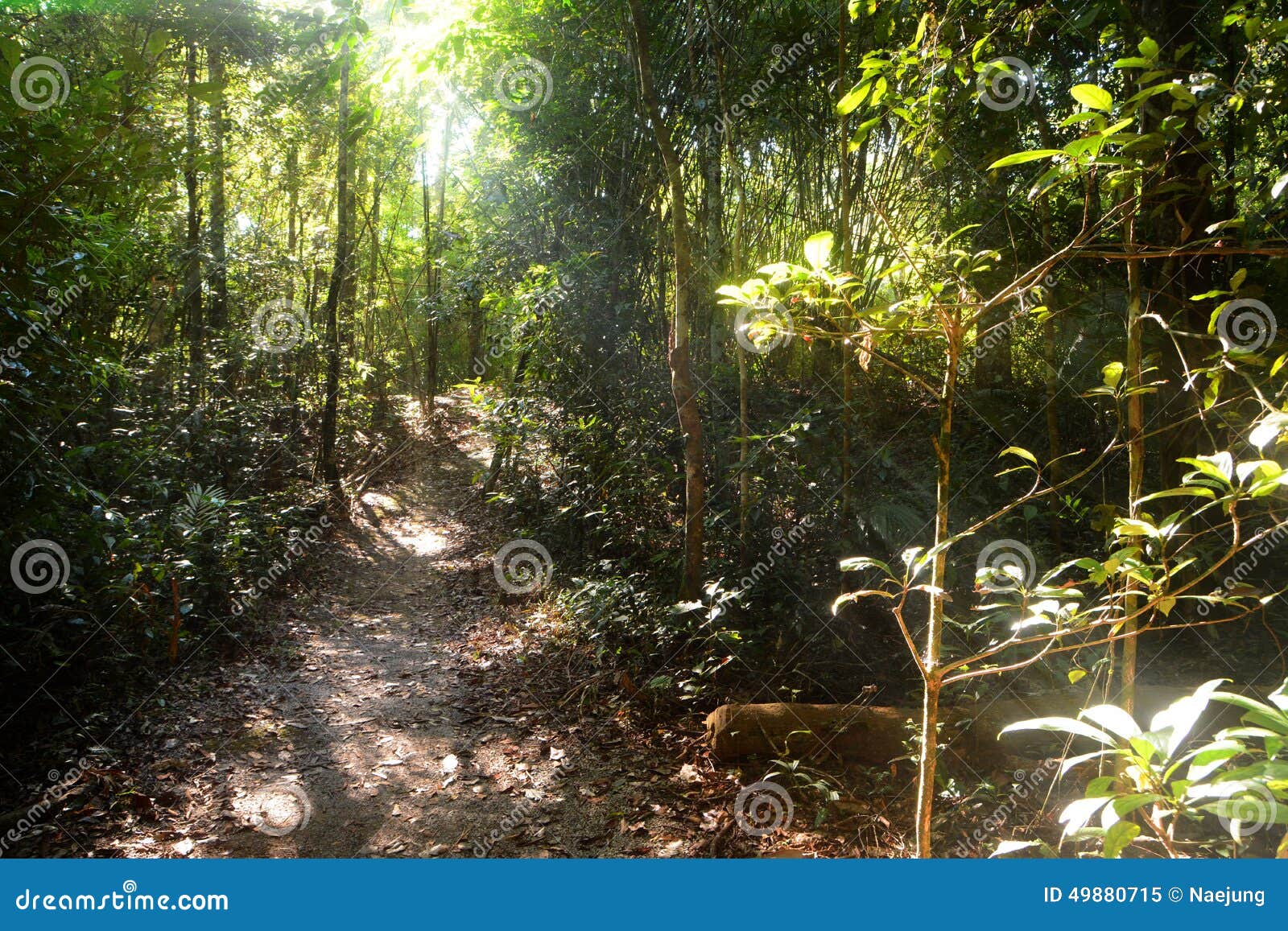 Sunny forest path stock image. Image of branch, flora - 49880715