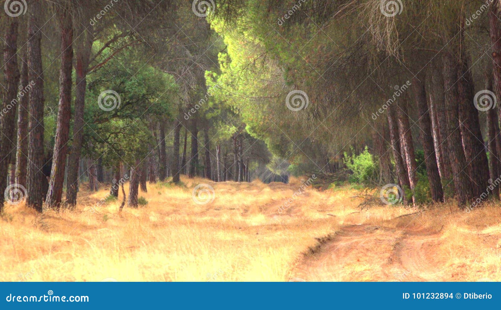 Sunny Forest Path and Trees Stock Photo - Image of plant, trees: 101232894