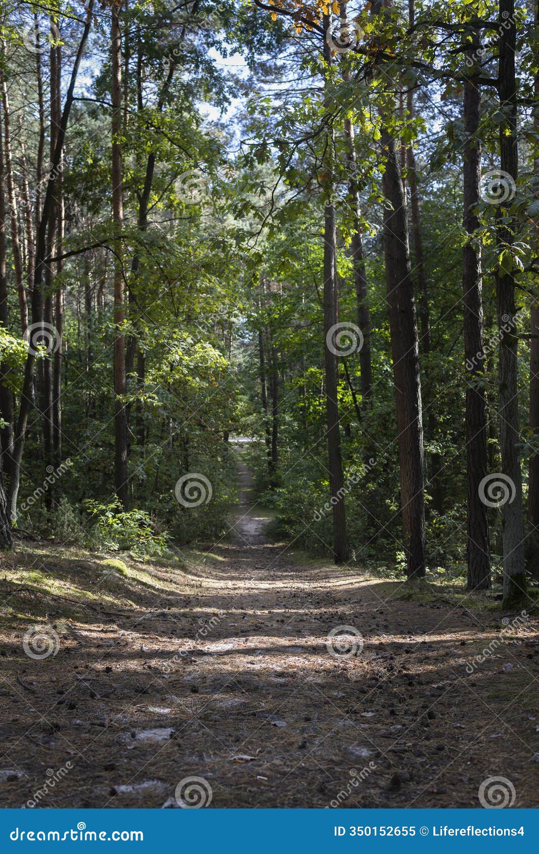Sunny Forest Path Winding through Trees Stock Image - Image of hike ...