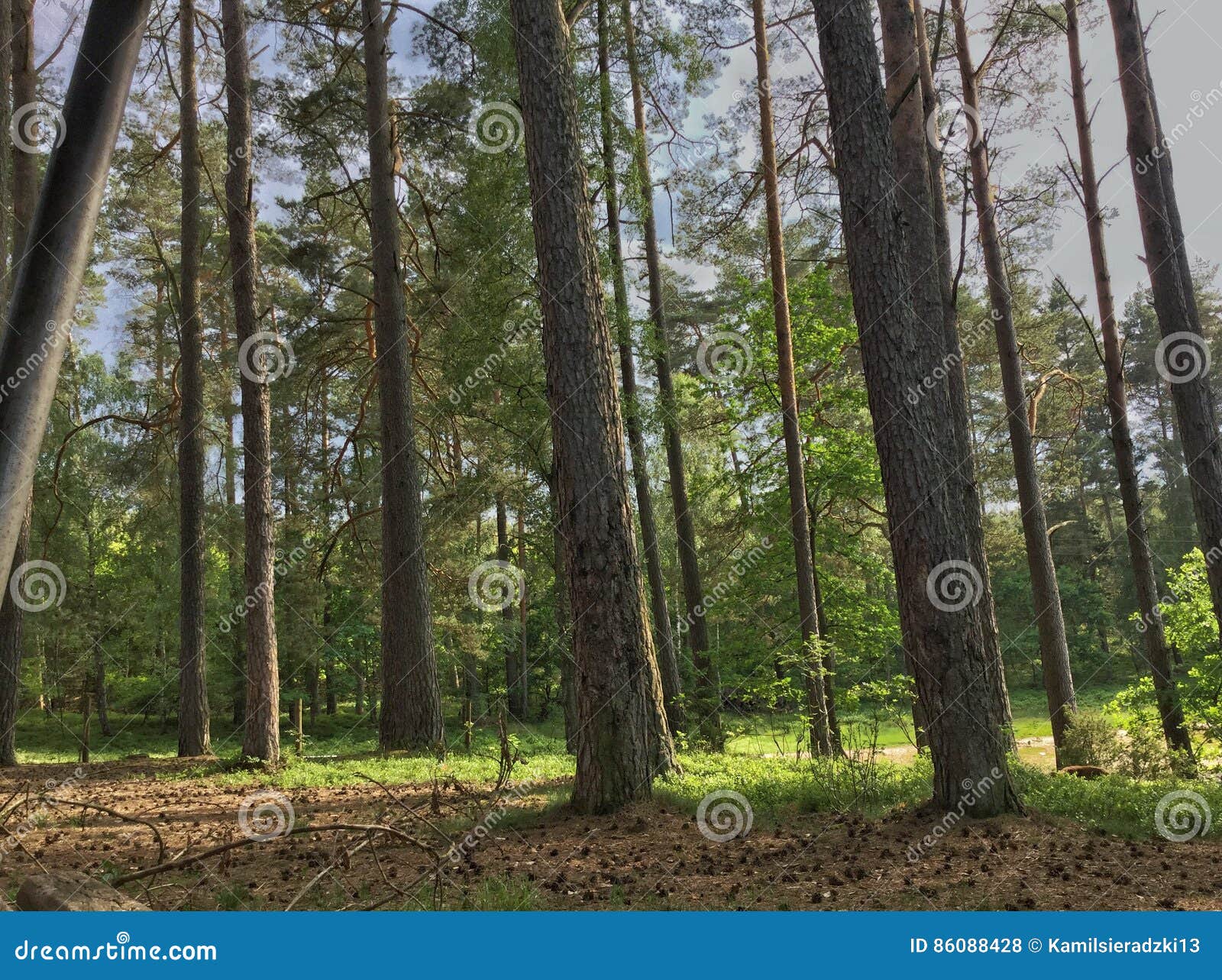 Sunny forest stock photo. Image of tree, sunny, forest - 86088428