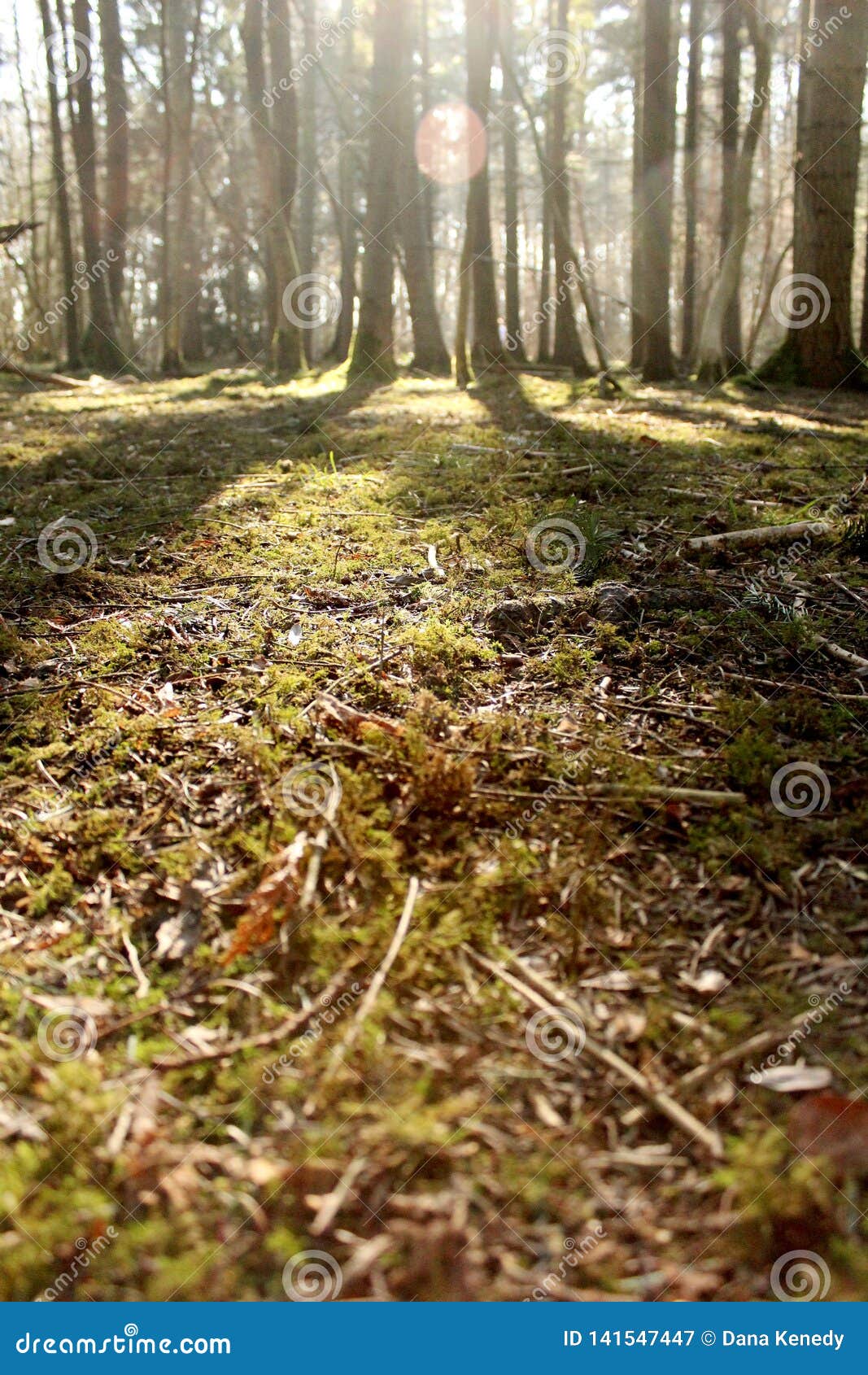 Sunny Forest Scene with Foreground in Focus and Trees Blurred Slightly ...