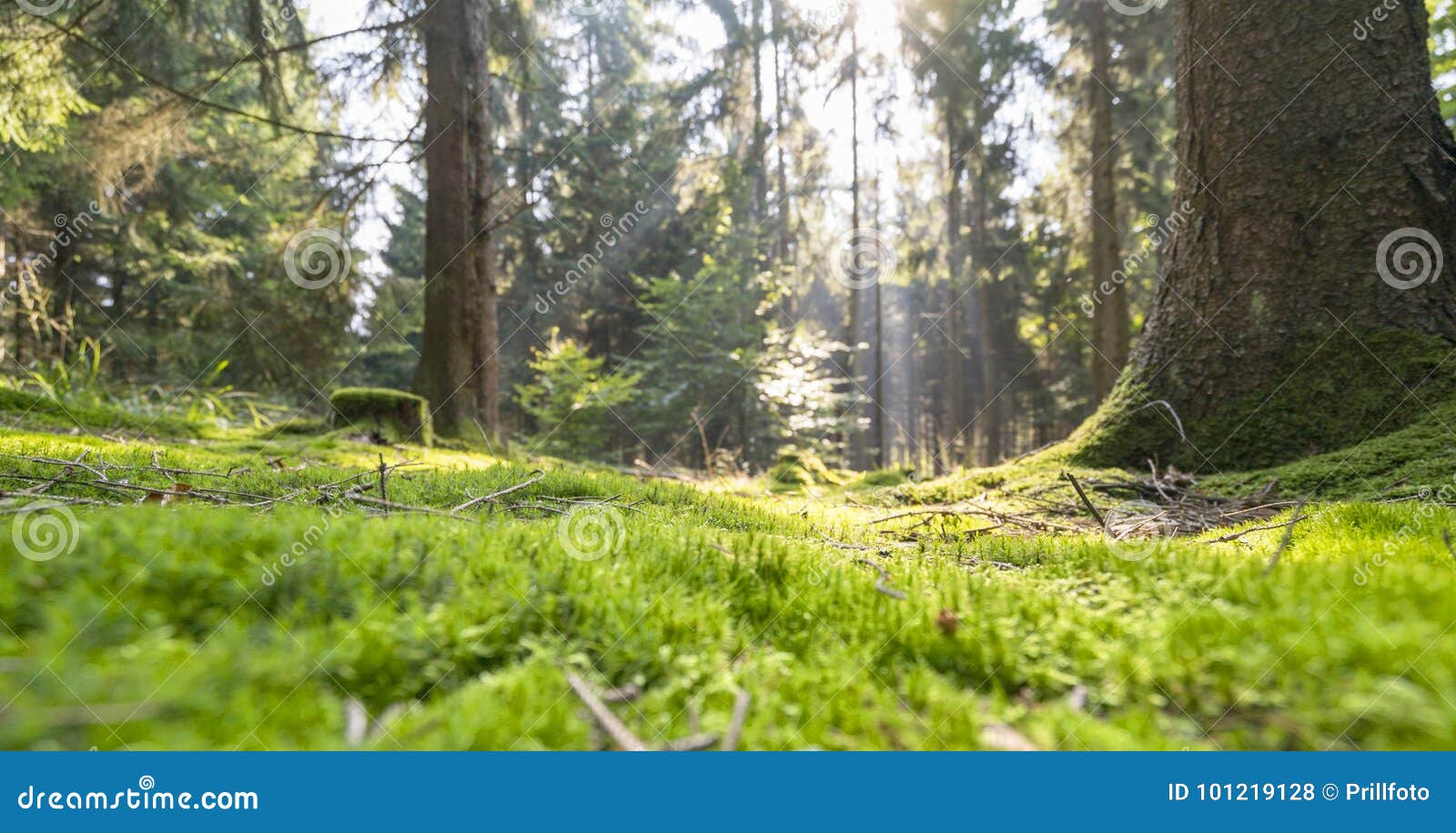 Sunny forest scenery stock photo. Image of crop, botany - 101219128