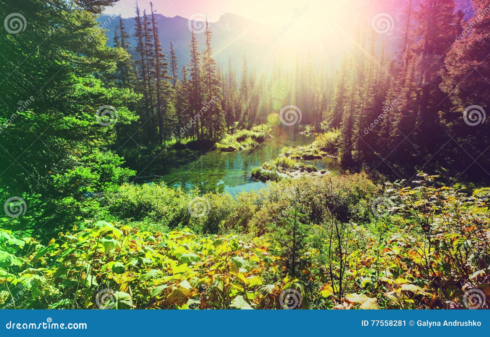 Sunny forest stock image. Image of forest, natural, outdoors - 77558281