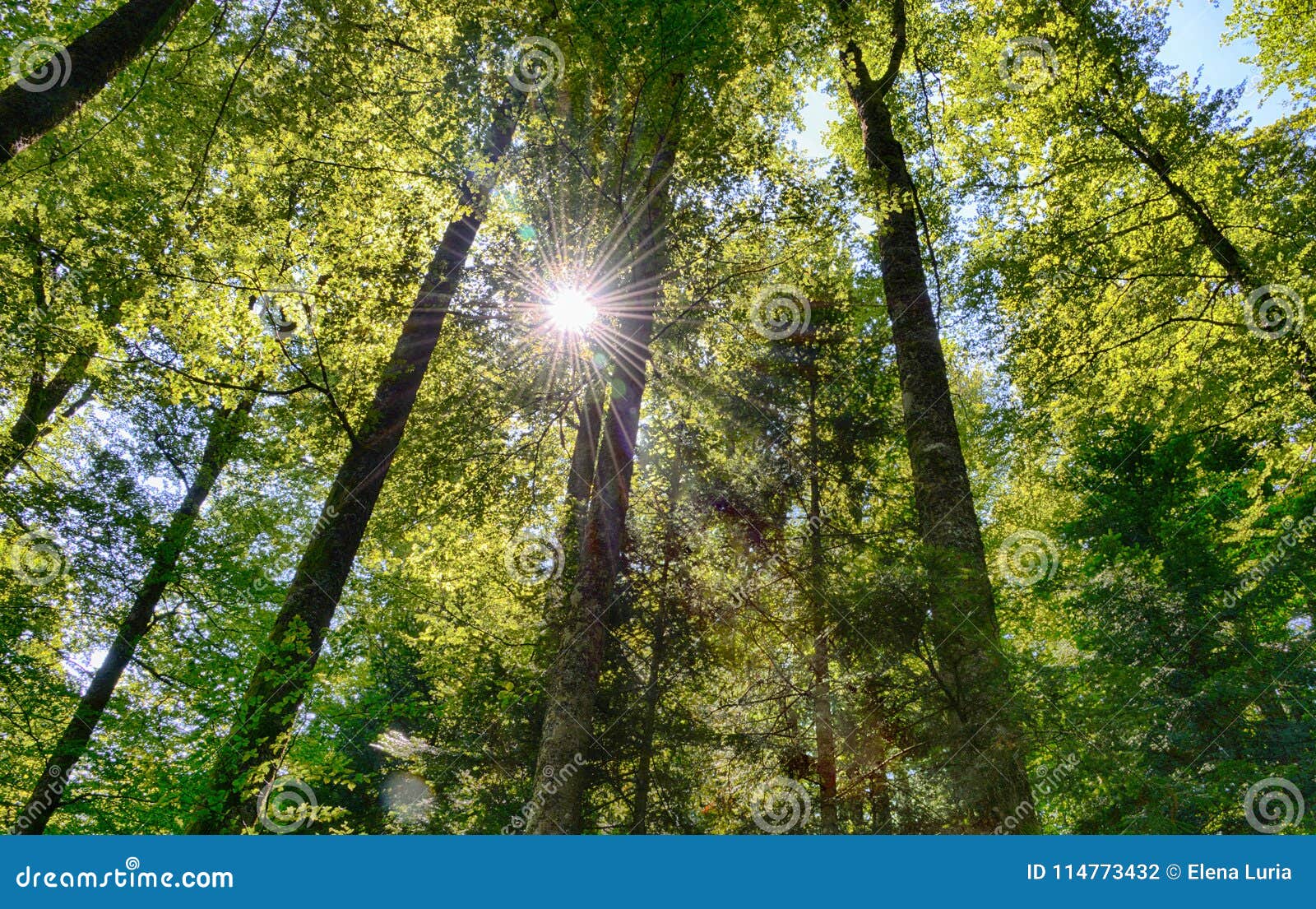 Sunny forest with sun rays stock photo. Image of forest - 114773432