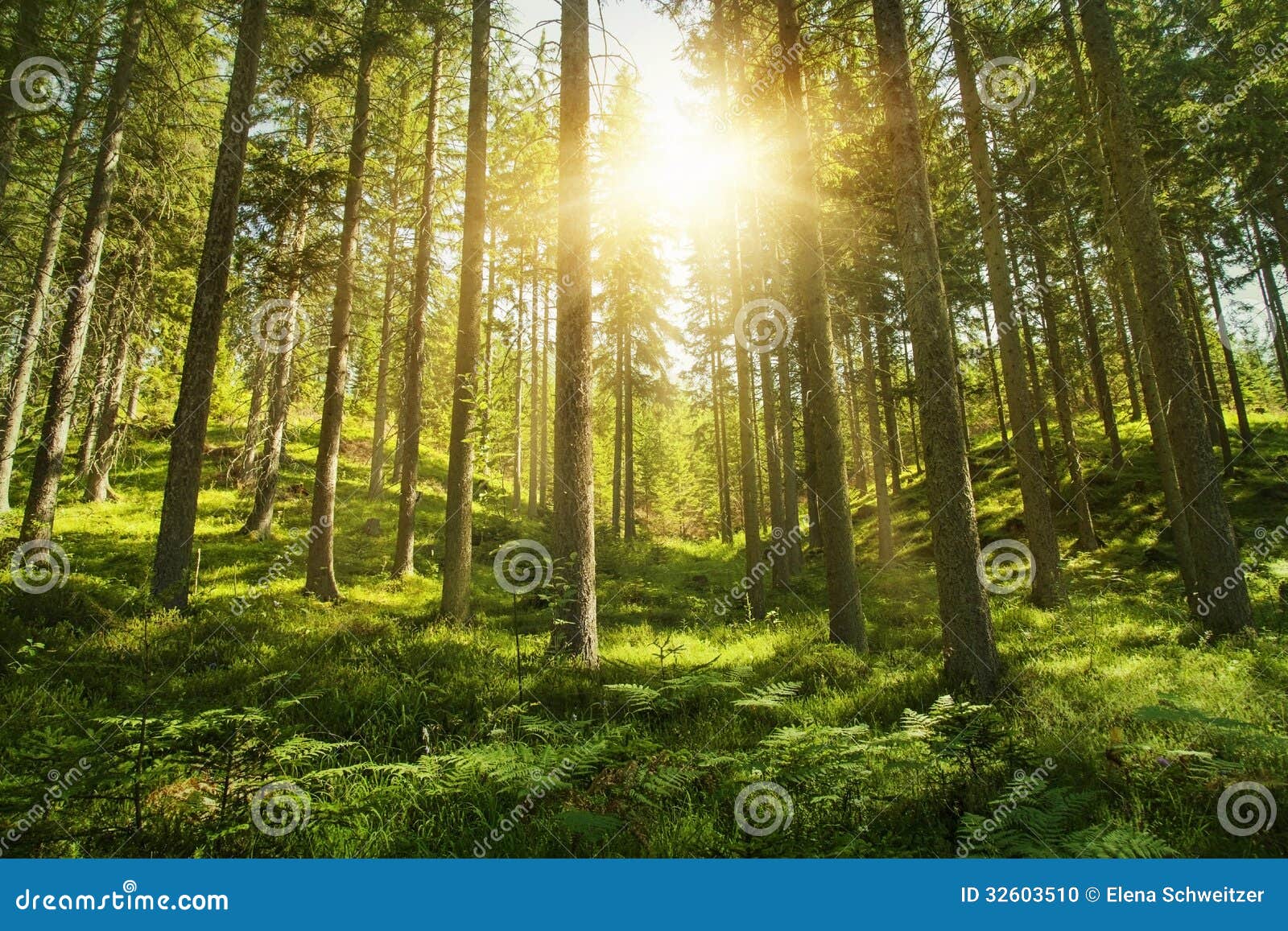 Sunny forest stock photo. Image of sunset, bright, forest - 32603510