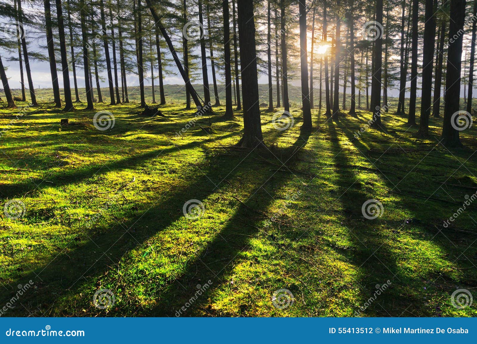 Sunny forest stock photo. Image of green, sunlight, pines - 55413512