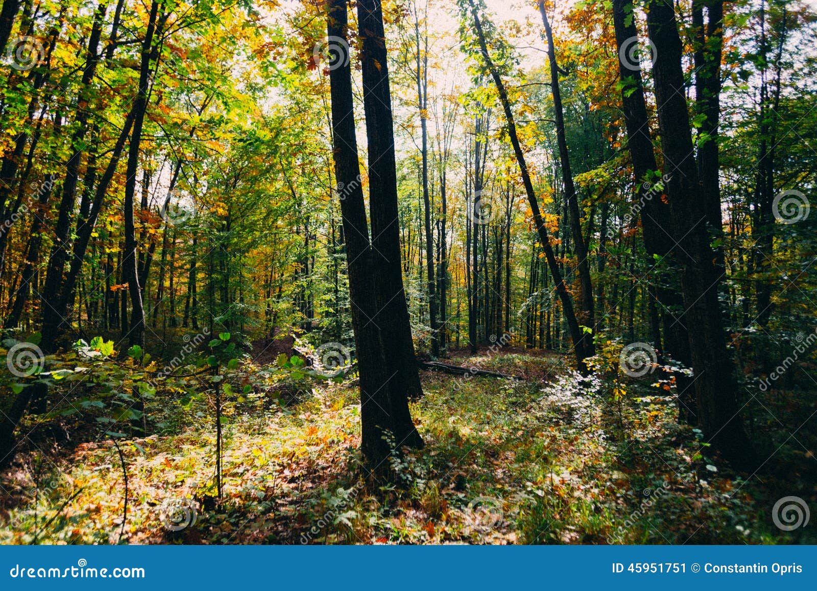 Sunny forest stock image. Image of lush, fall, shaded - 45951751