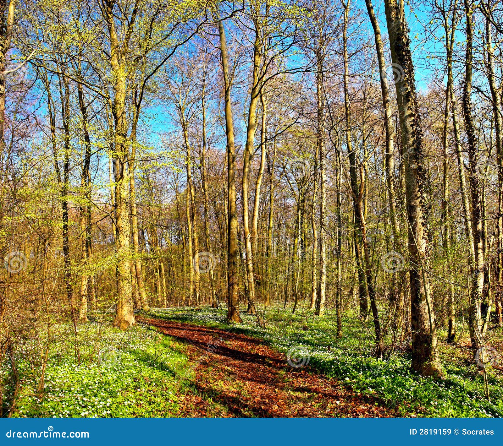 Sunny Forest Trees in Spring Stock Image - Image of blooming, path: 2819159