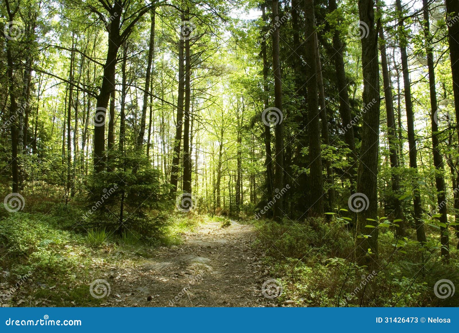 Sunny forest stock image. Image of natural, leaves, astray - 31426473
