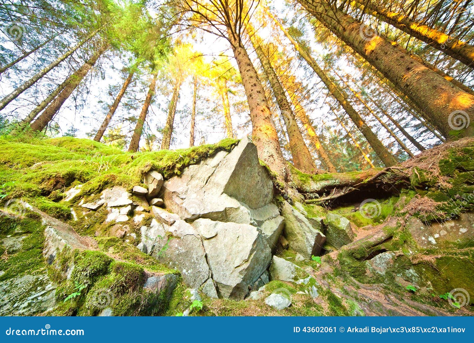 Sunny forest stock image. Image of view, beautiful, norwegian - 43602061