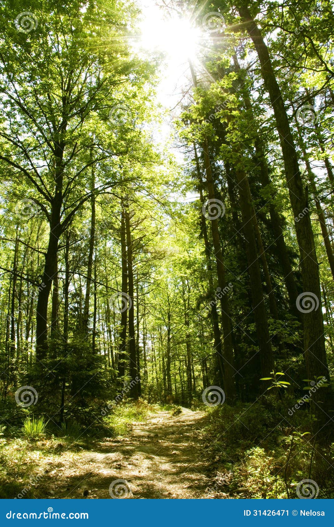 Sunny forest stock image. Image of plants, biology, environment - 31426471