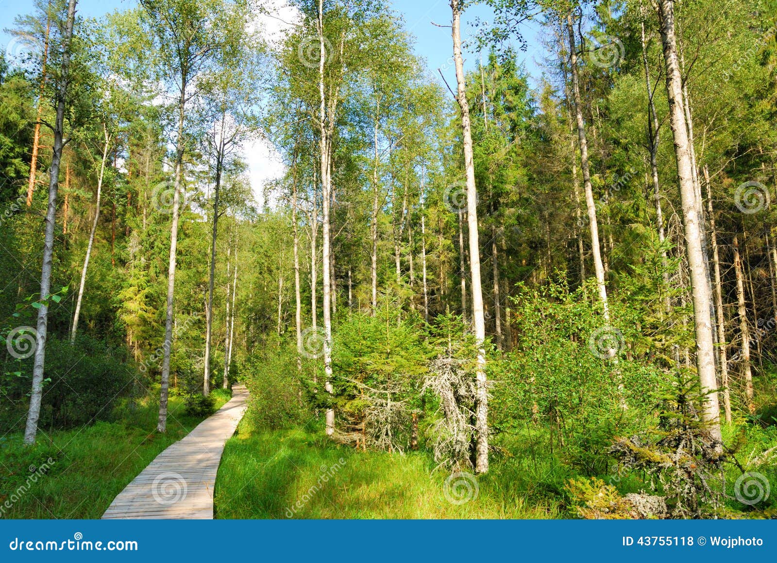 Sunny Forest with a Wooden Pathway Stock Photo - Image of pathway ...
