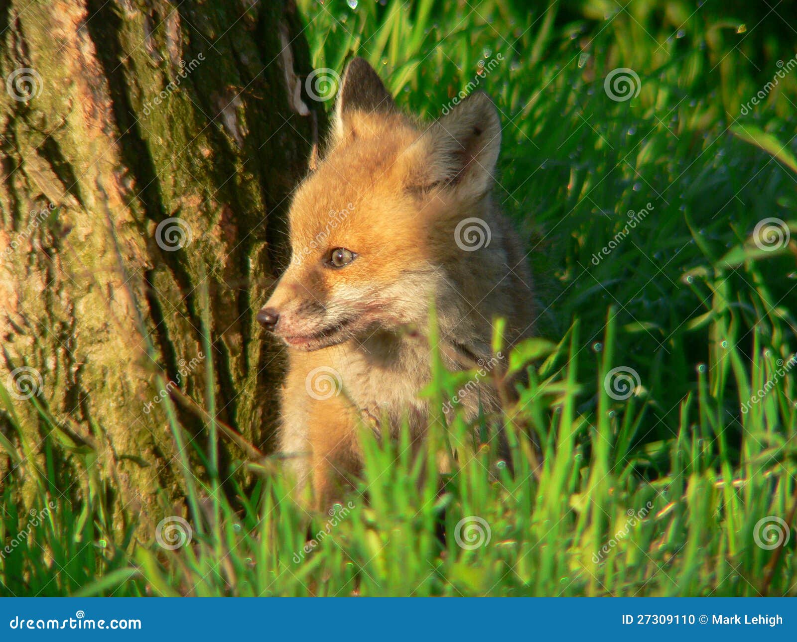 Sunny fox 1 stock photo. Image of gaze, cute, environment - 27309110