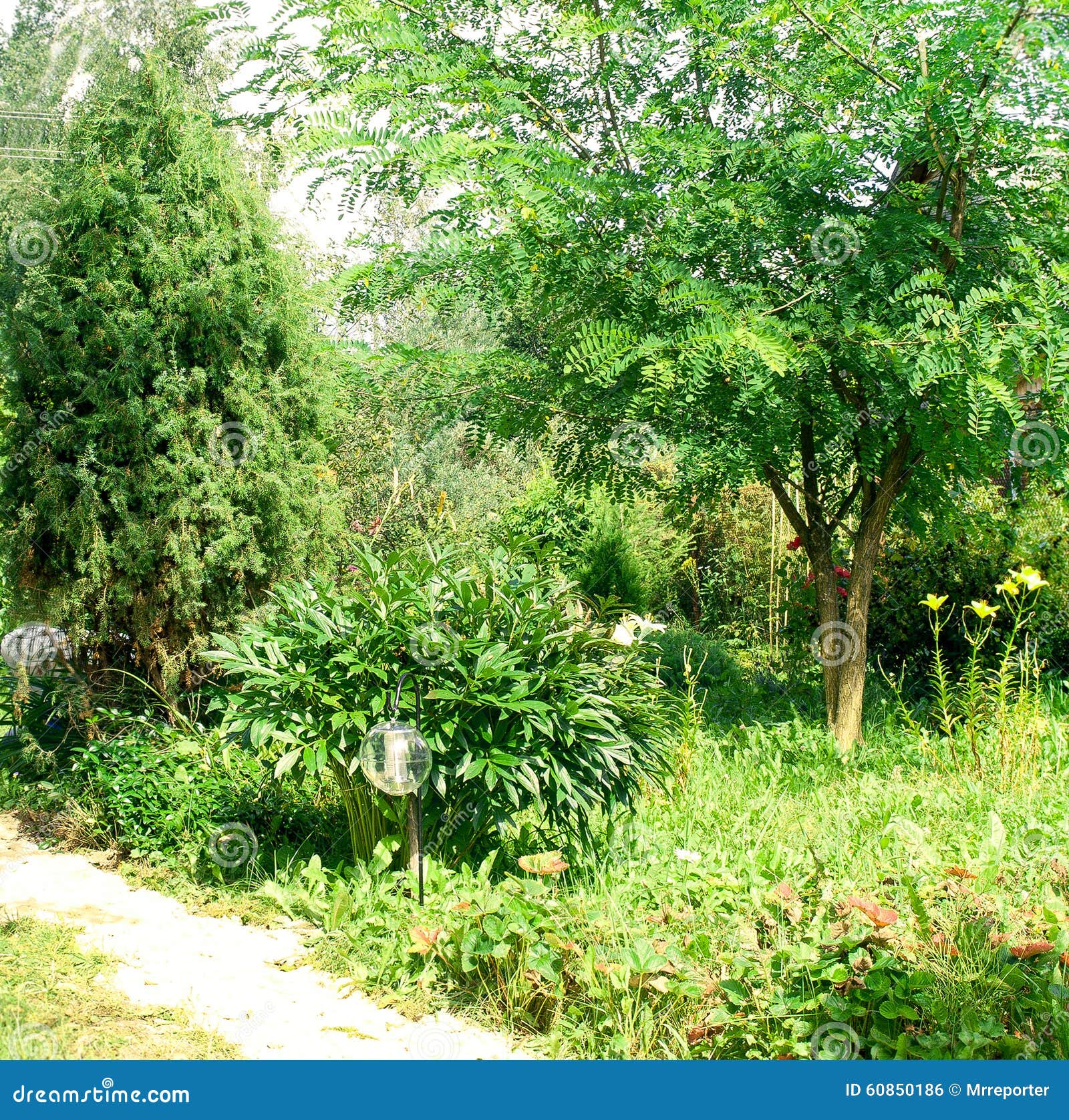 Sunny garden stock photo. Image of landscaped, green - 60850186