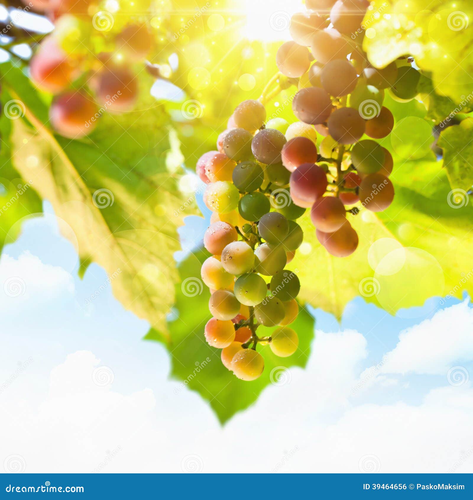 Sunny grapes stock photo. Image of grape, bright, autumn - 39464656