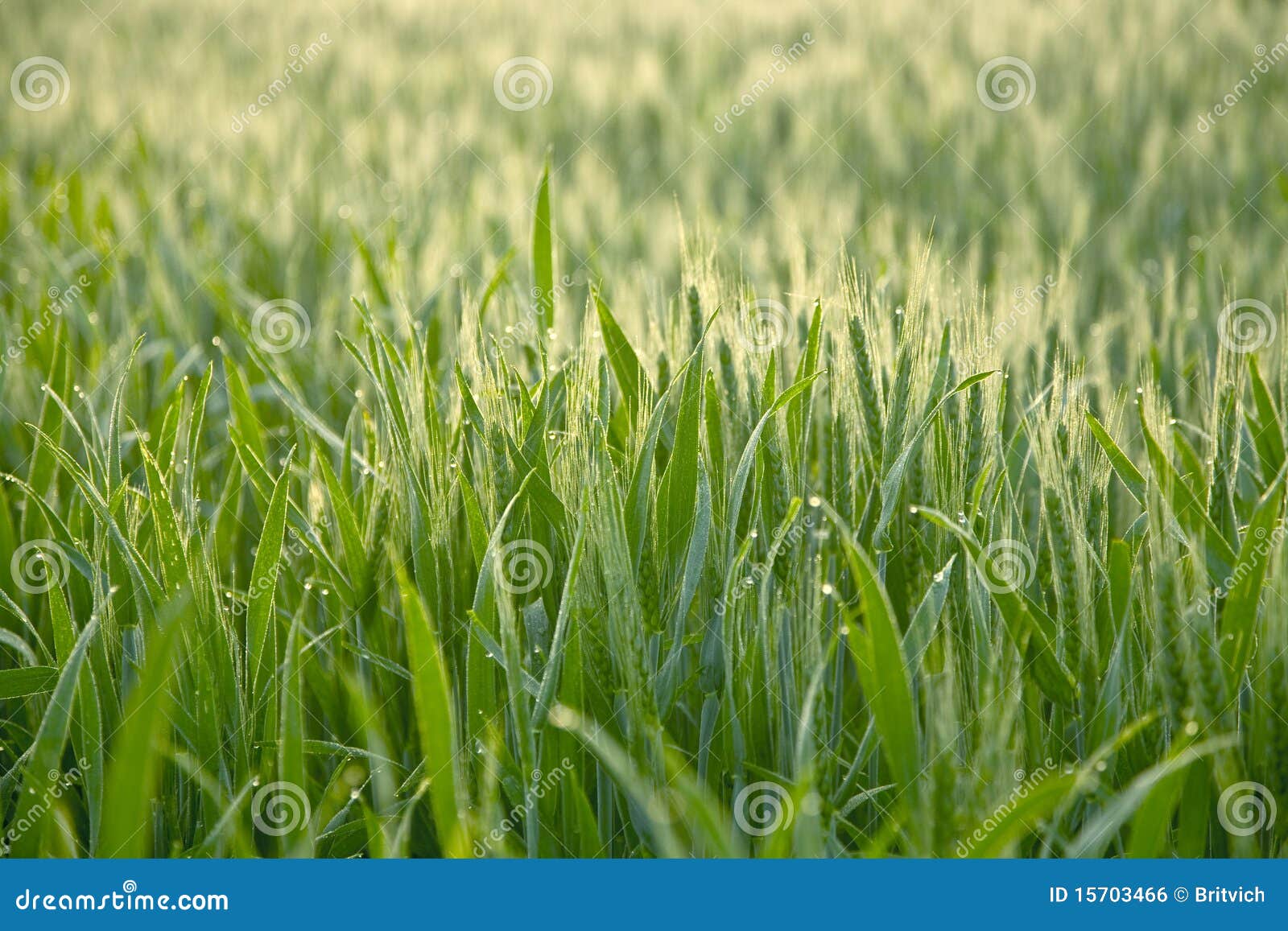 Sunny grass stock photo. Image of green, banner, garden - 15703466