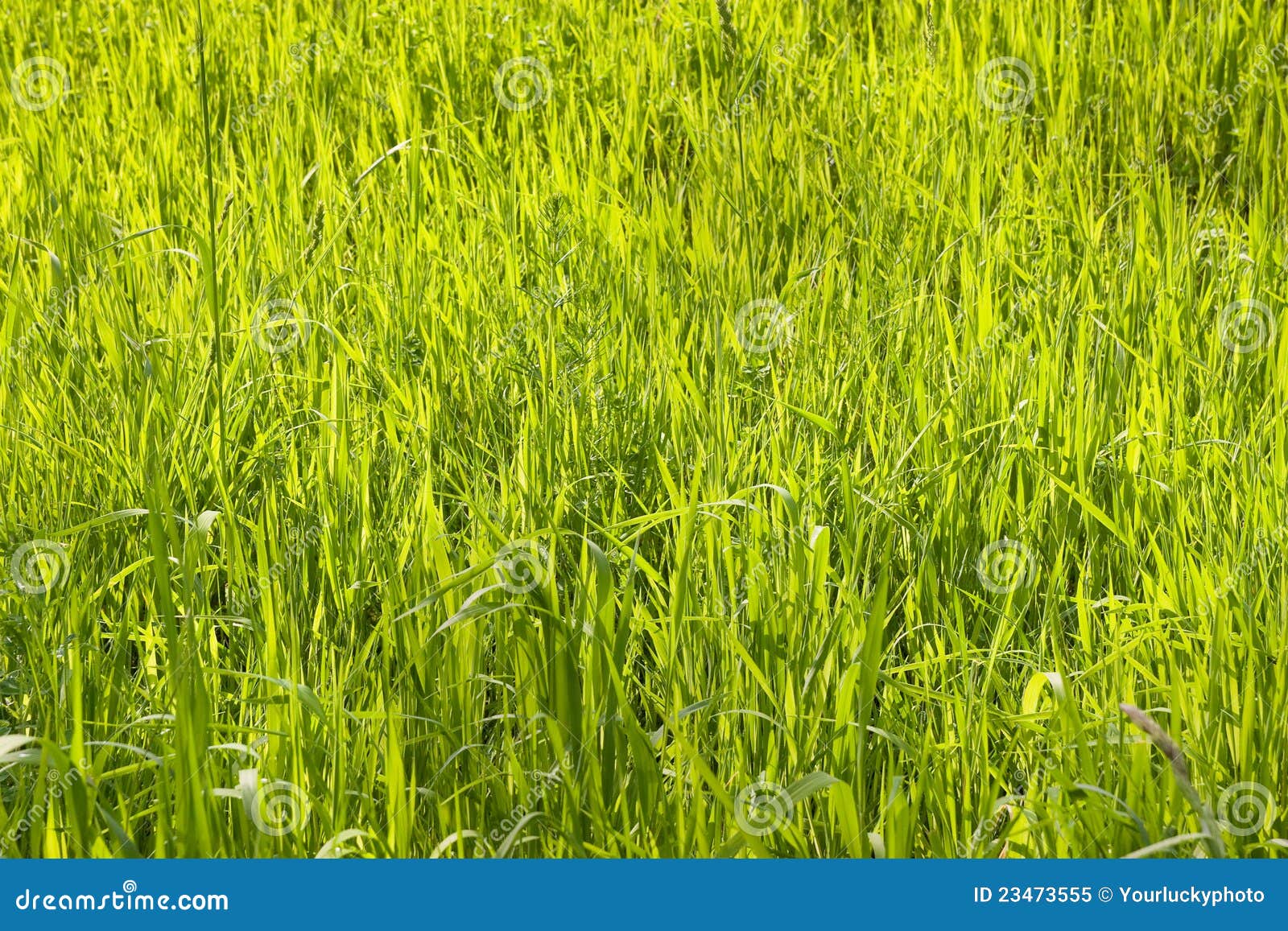 Sunny grass stock image. Image of green, vibrant, plant - 23473555