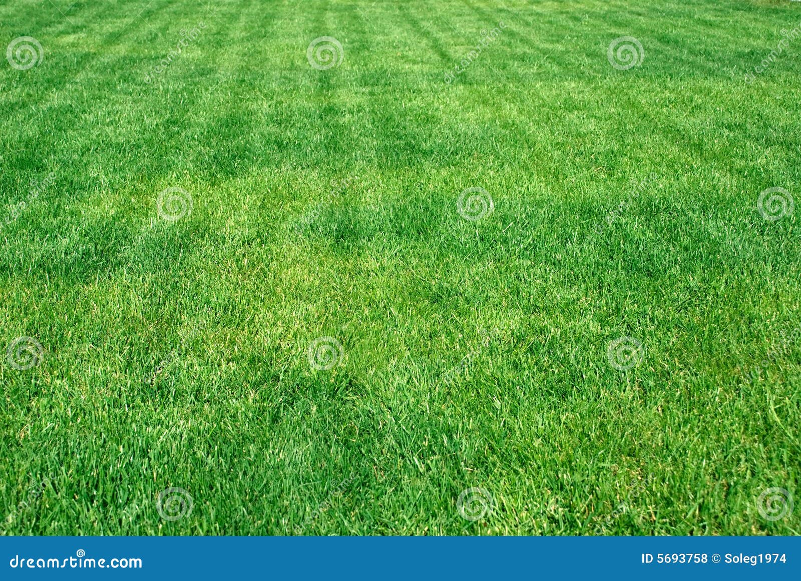 Sunny grass stock photo. Image of yard, landscape, plant - 5693758