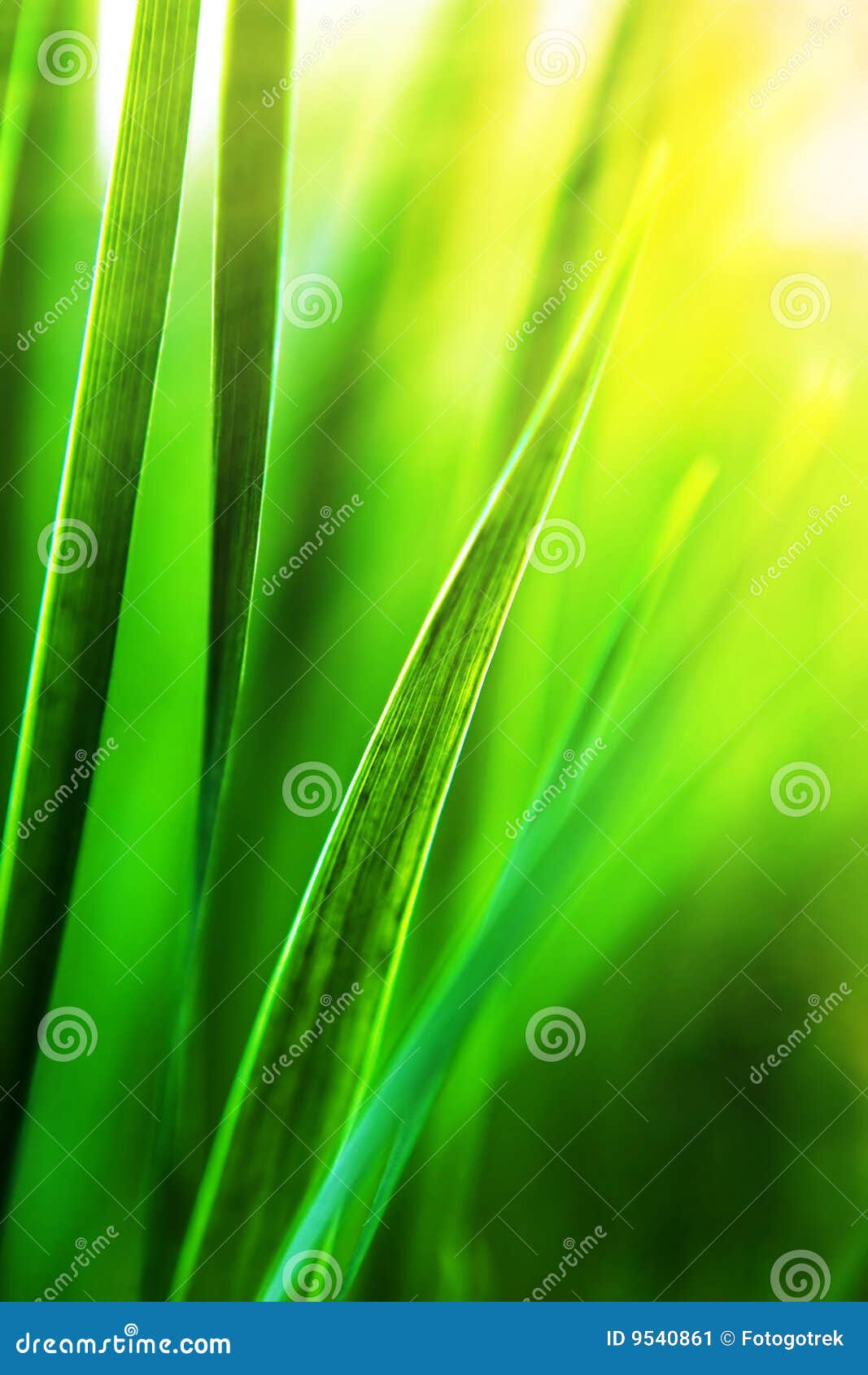 Sunny grass stock image. Image of grassland, nice, floor - 9540861
