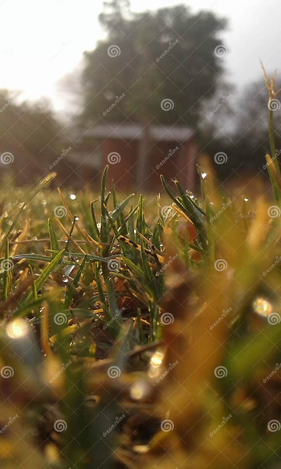 7 am Sunny Grass Fresh Rain Droplets Stock Image - Image of sunny ...