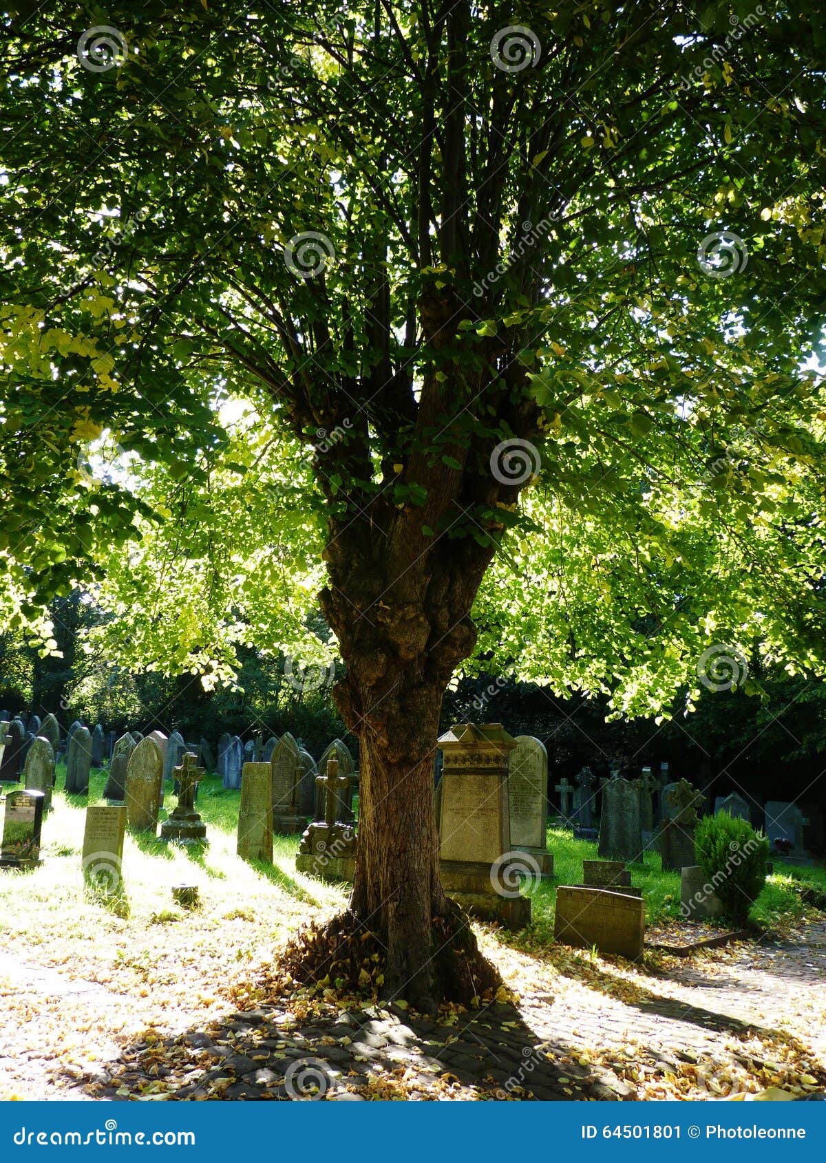 Sunny Graveyard with Large Tree in Summer Stock Image - Image of trees ...