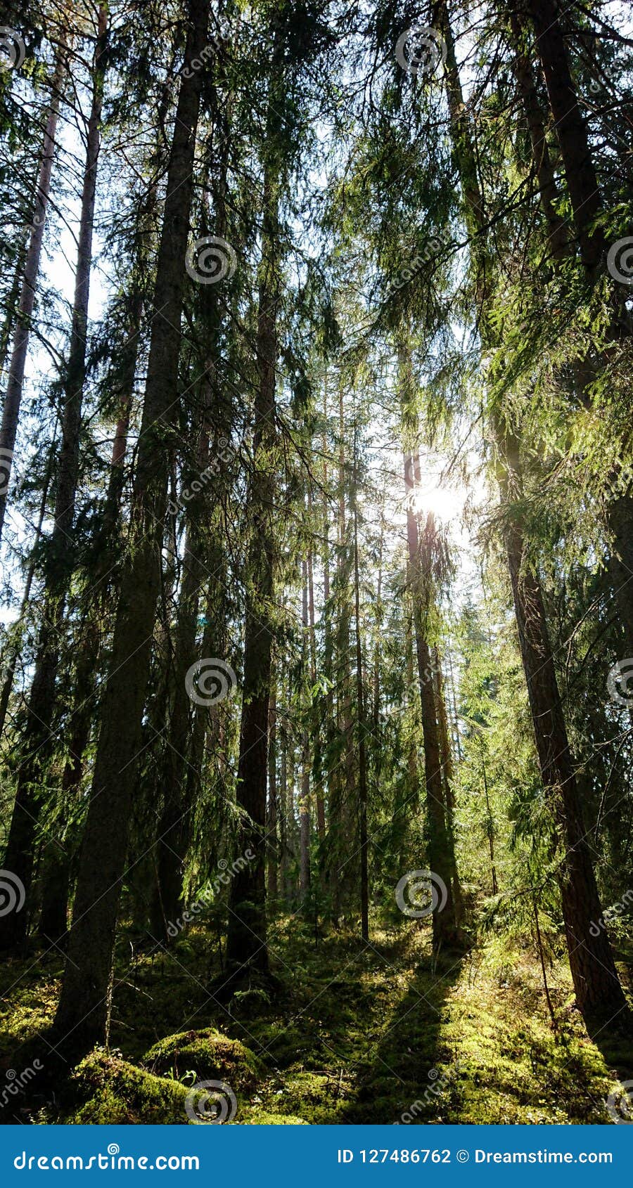 Sunny green day trees stock photo. Image of trees, sunny - 127486762
