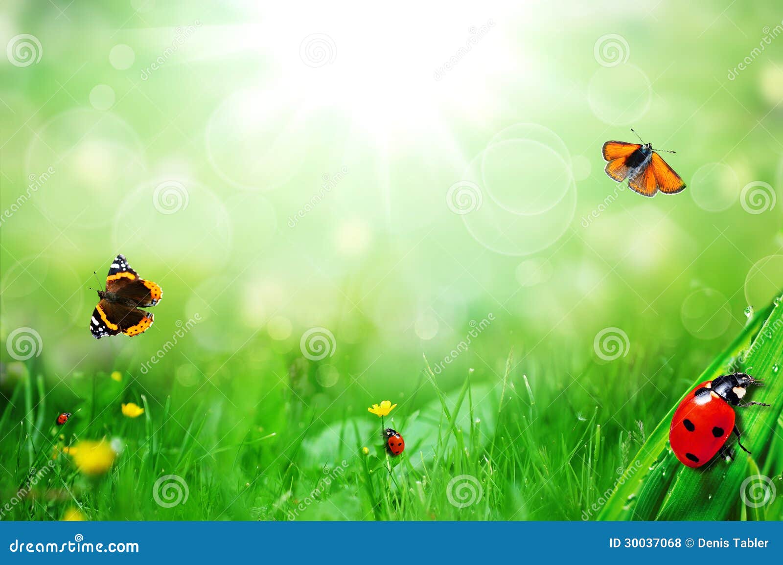 Ladybugs and butterfly stock photo. Image of meadow, lawn - 30037068