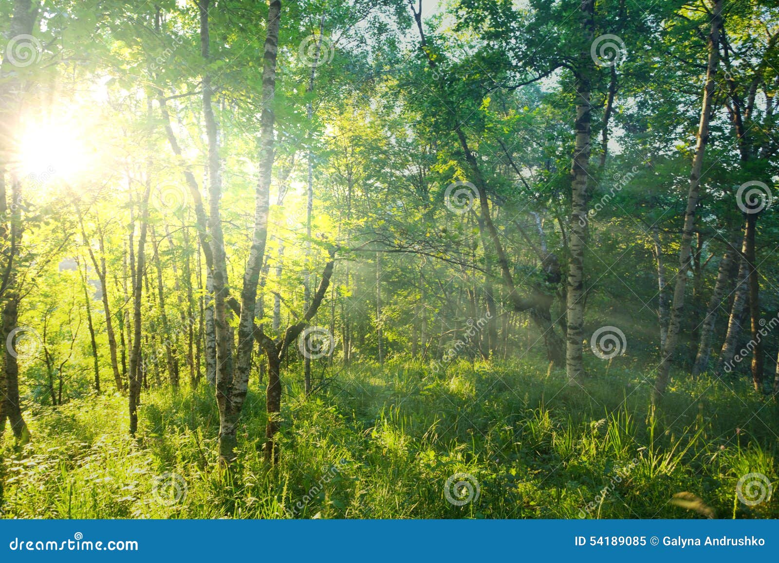 Sunny green forest stock image. Image of season, outdoor - 54189085