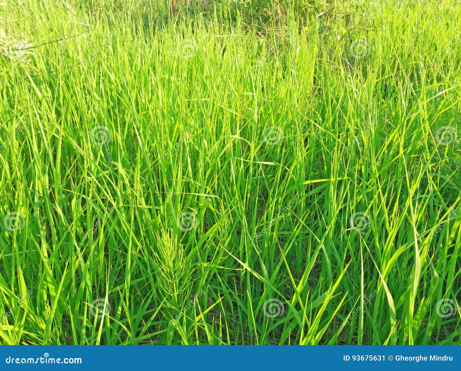 Sunny green grass stock image. Image of green, nature - 93675631