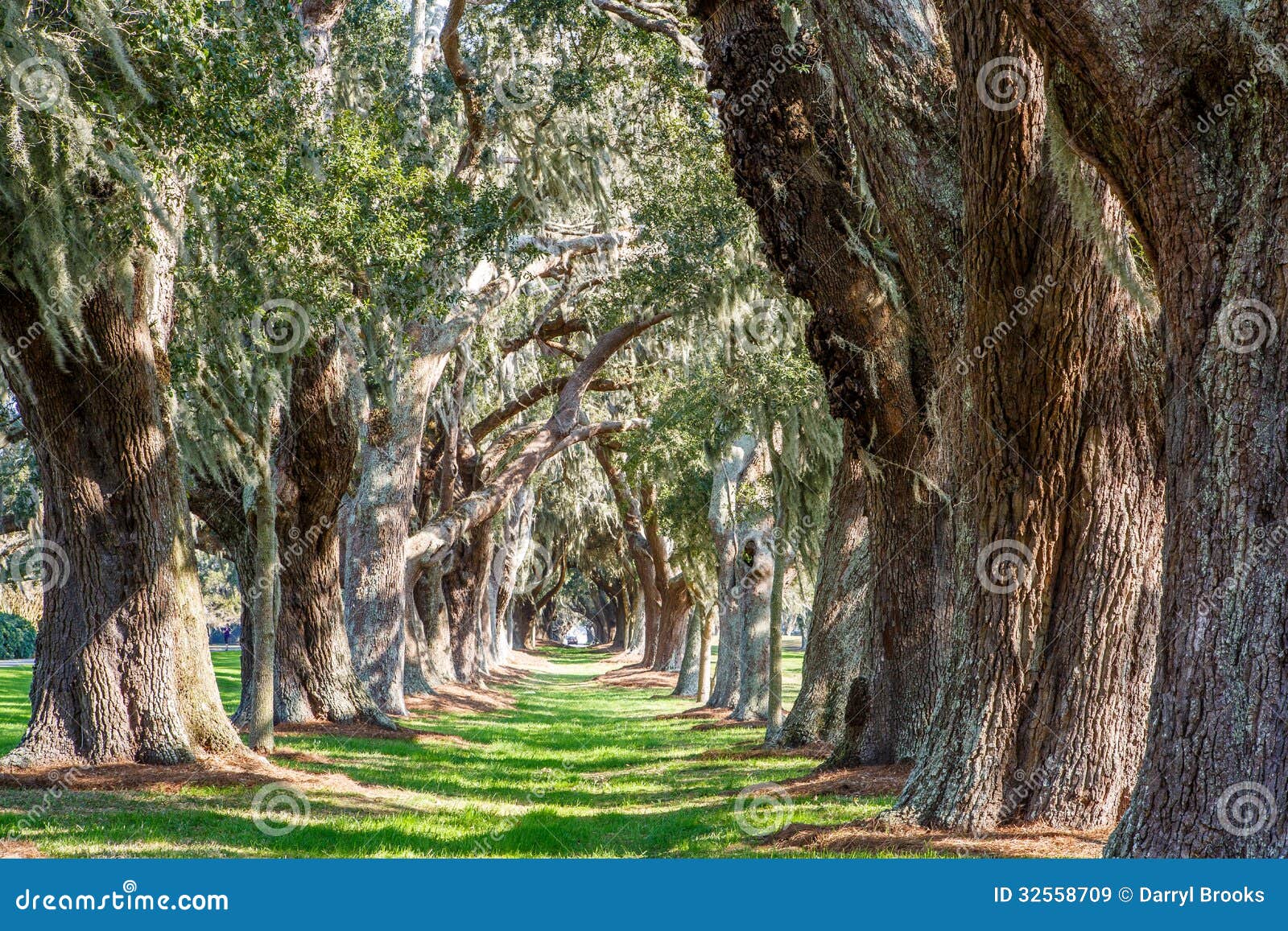 Sunny Green Path between Oak Trees Stock Image - Image of park, scenic ...