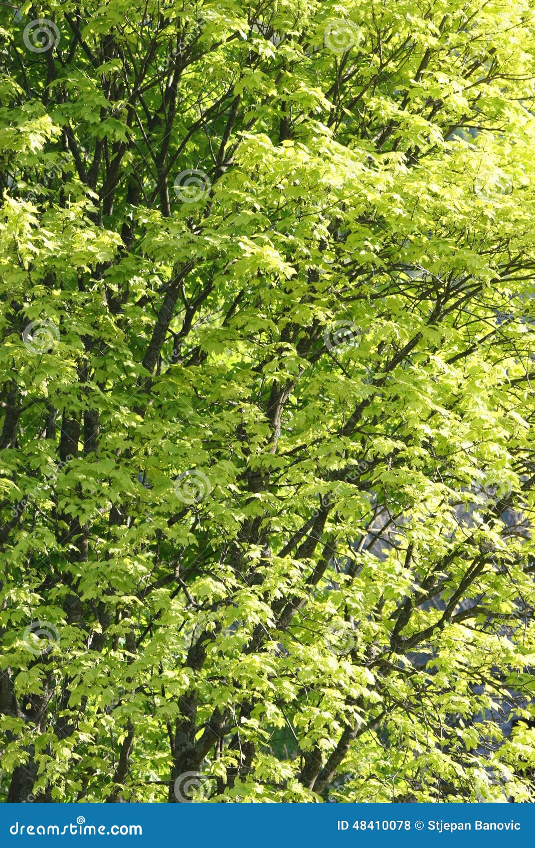 Sunny Green Tree Leaves in Spring Stock Photo - Image of forest, leaves ...