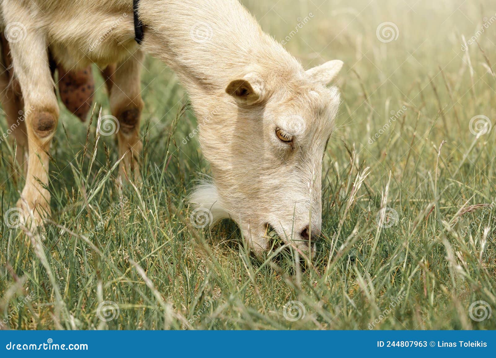 Sunny, Hot Summer Day Beige Goat Eats Dry Grass Stock Image - Image of ...