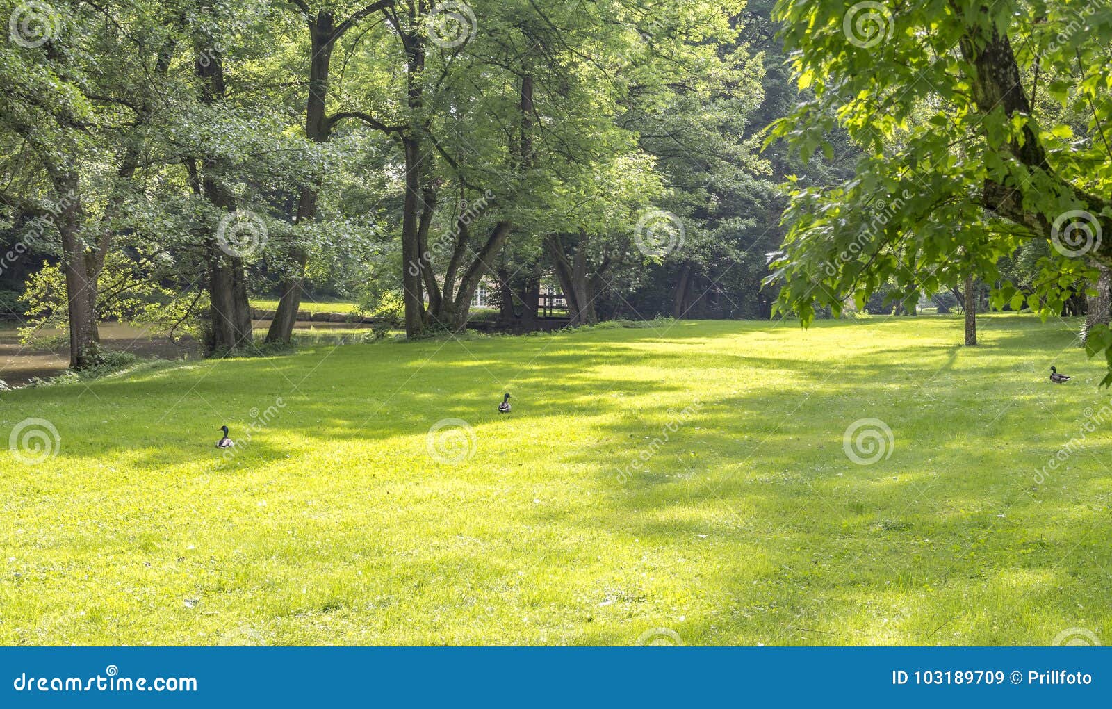 Idyllic park scenery stock image. Image of landscape - 103189709