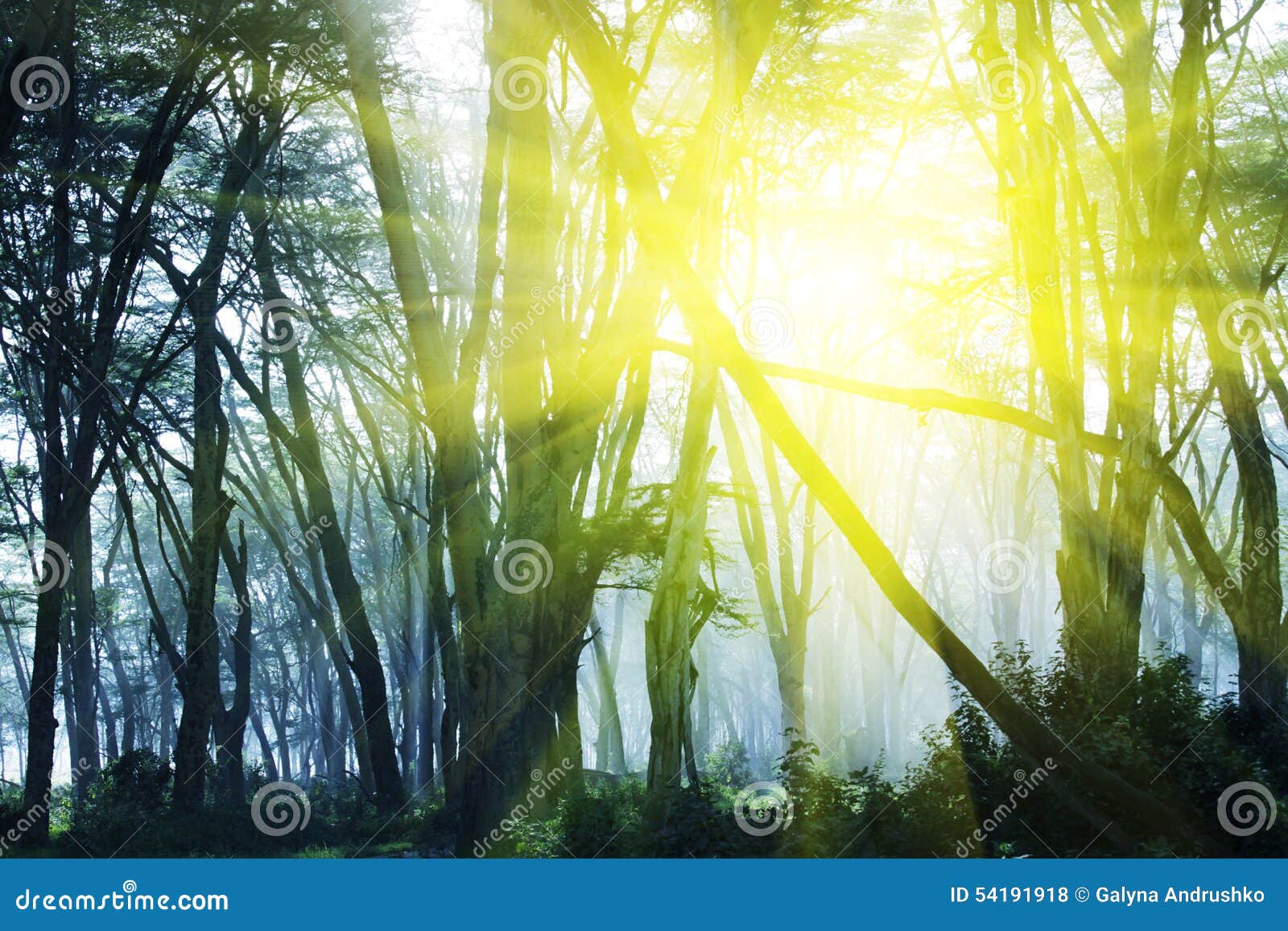 Sunny jungle stock photo. Image of trunk, outdoor, tropical - 54191918