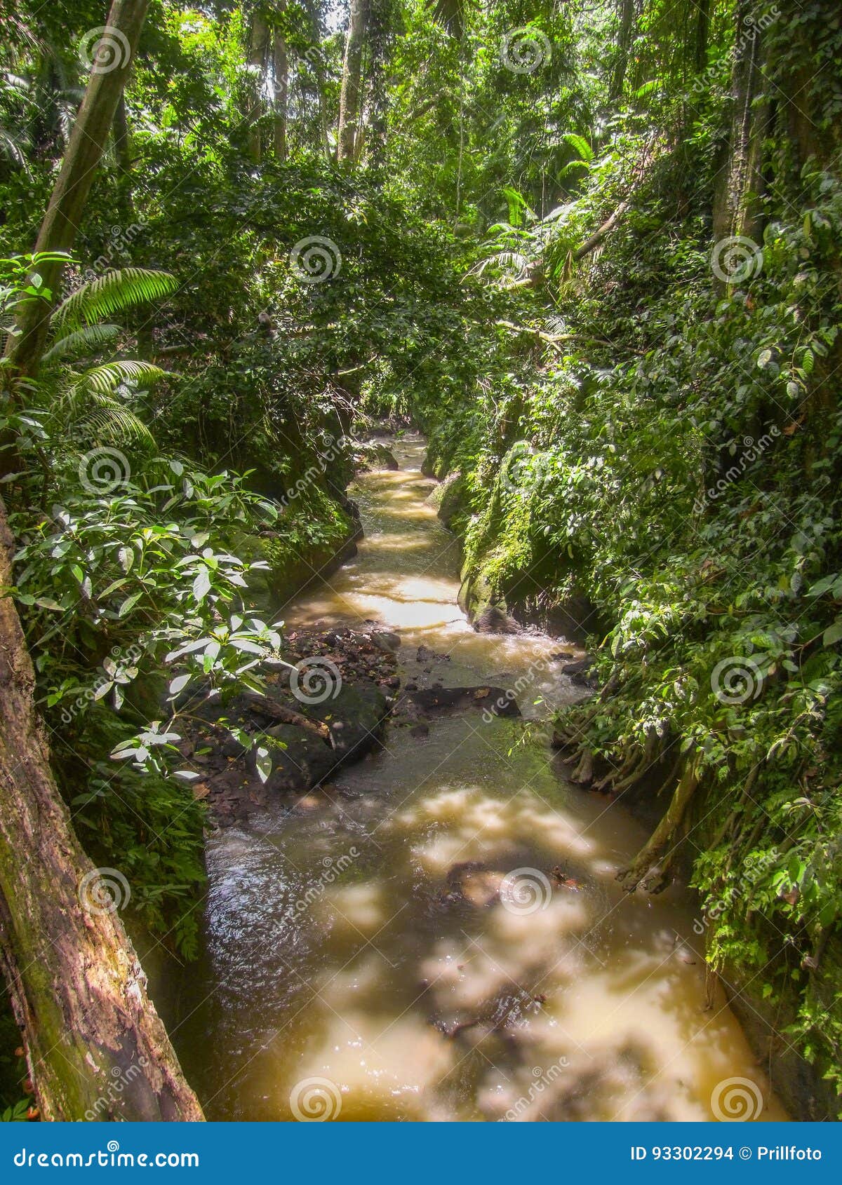 Sunny jungle stream stock photo. Image of crop, wood - 93302294