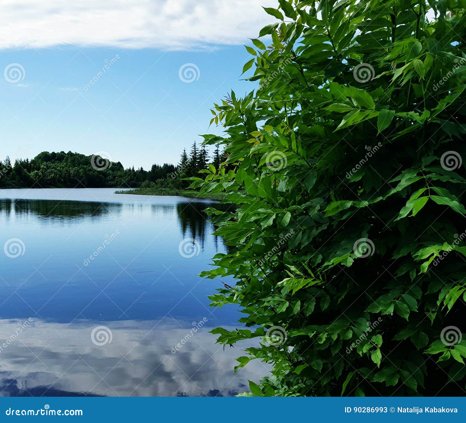 Sunny lake stock image. Image of water, spruce, clouds - 90286993