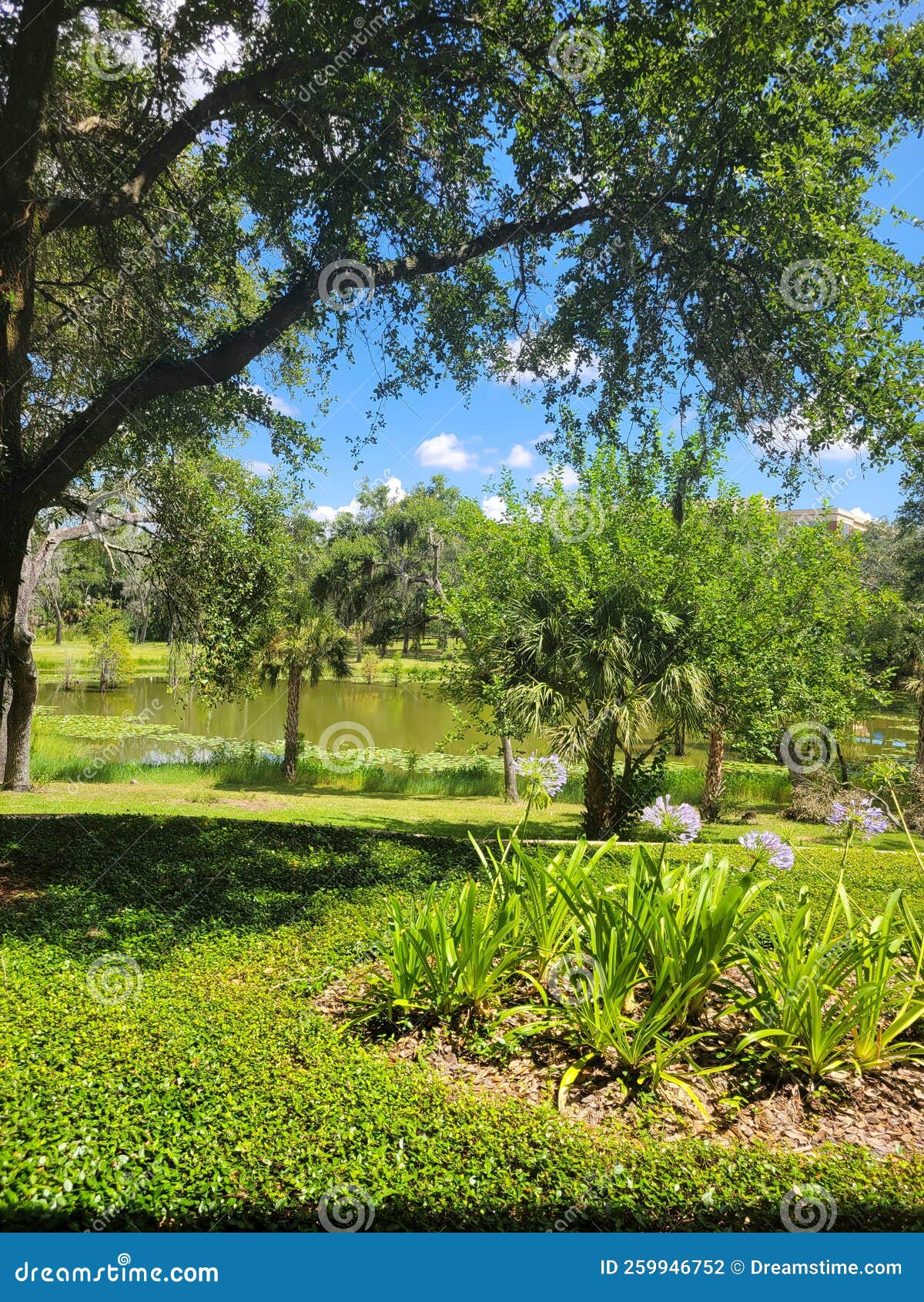 Sunny Lake View in Florida stock photo. Image of plant - 259946752