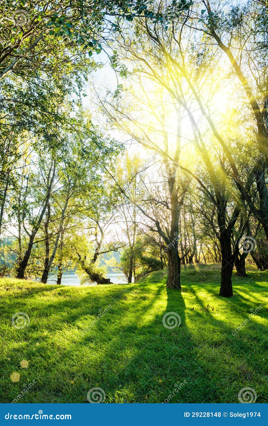 Sunny Landscape with Forest Stock Photo - Image of blue, gleam: 29228148