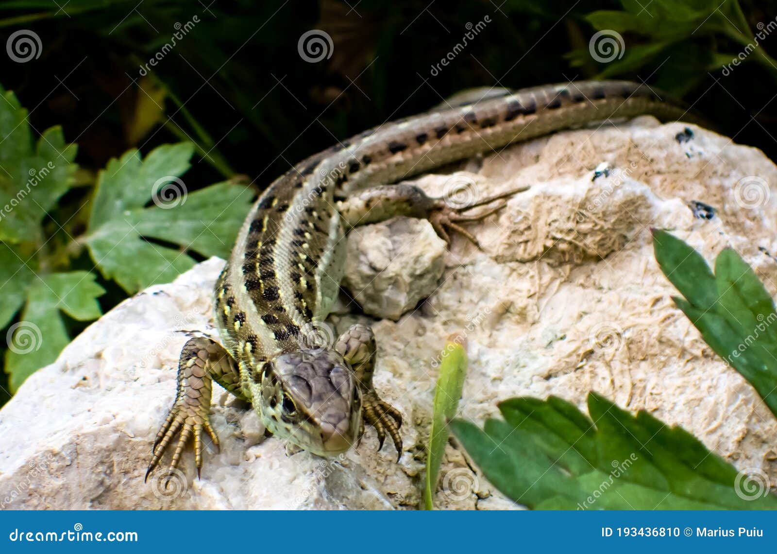 Sunny lizard stock photo. Image of green, animal, nature - 193436810