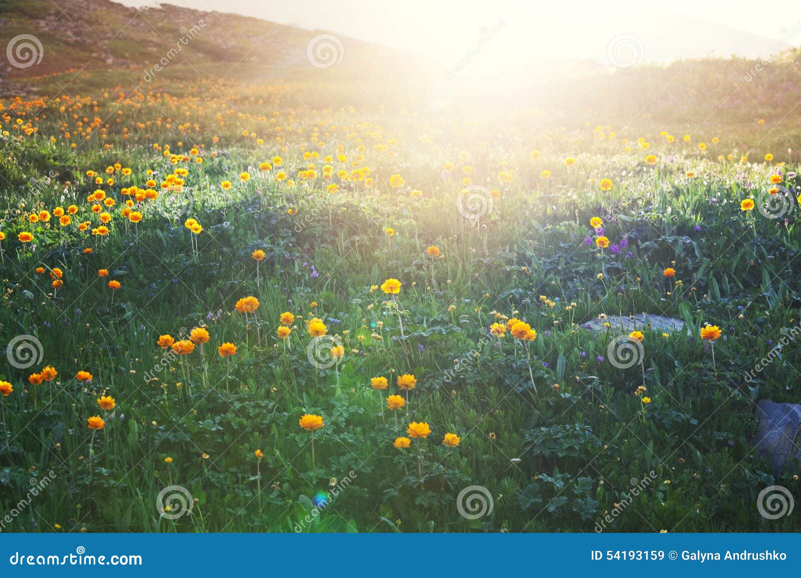 Sunny meadow stock image. Image of nature, summer, rural - 54193159