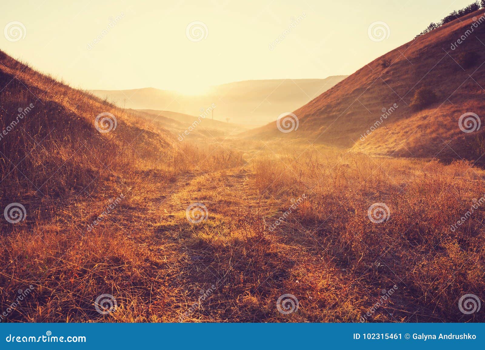 Sunny meadow stock image. Image of flowers, spring, meadow - 102315461