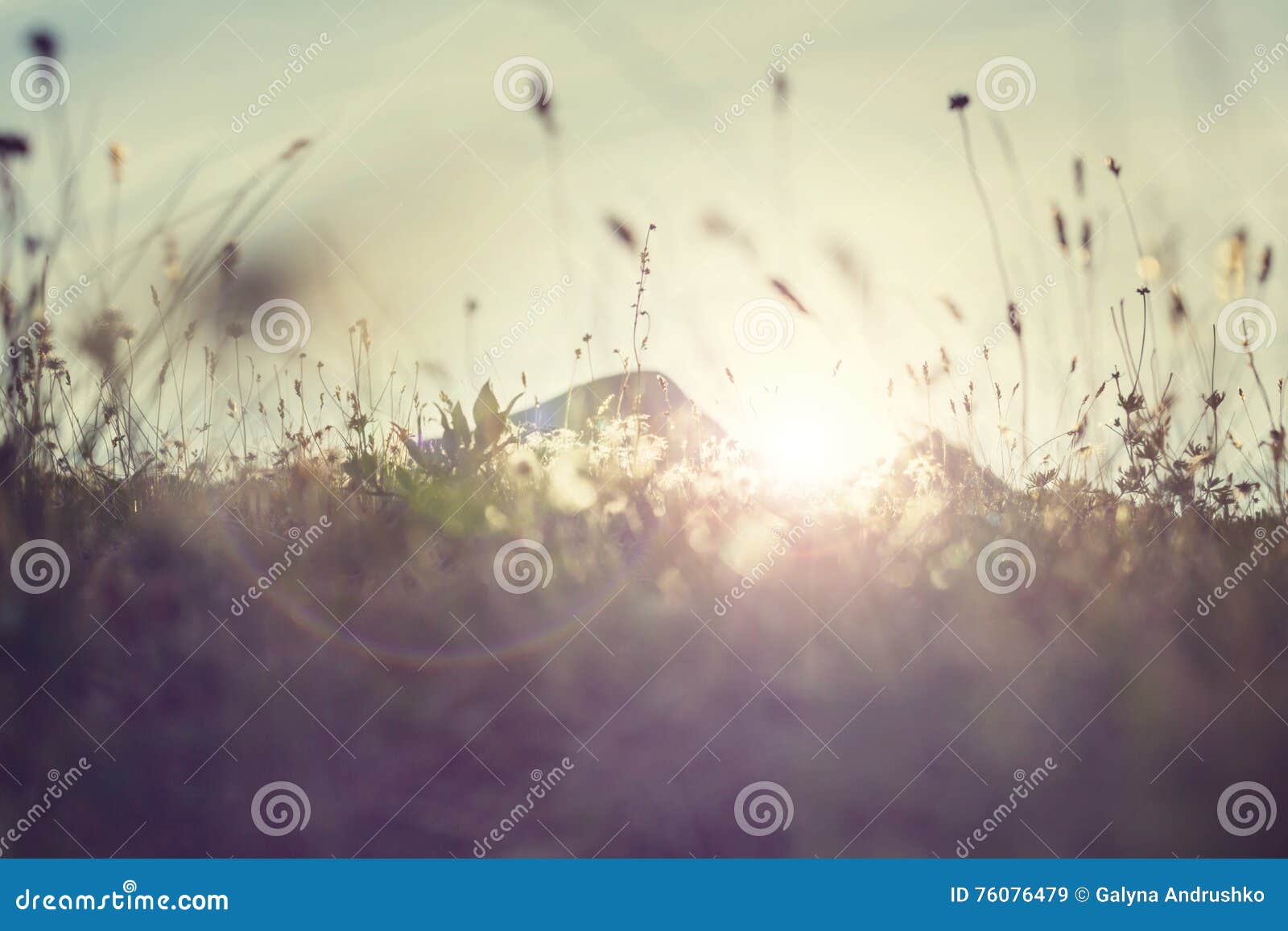 Sunny meadow stock image. Image of sunny, spring, ranch - 76076479