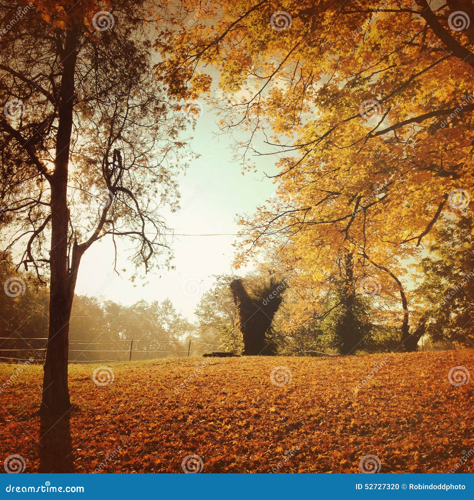 Brilliant Sunrise Morning in Autumn- Leaves- Sparkling and Shimmering ...